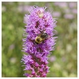 Everwilde Farms - 1 oz Prairie Blazing Star Native Wildflower Seeds ...