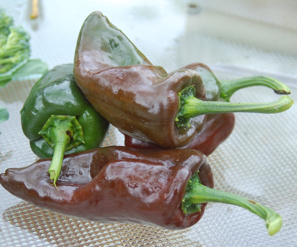 Ancho Pablano Pepper Plant - Most Popular Chile - 2.5" Pot - Walmart ...