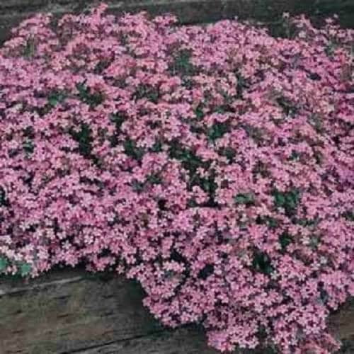 500 PINK ROCK SOAPWORT Saponaria Ocymoides Flower Seeds - Walmart.com