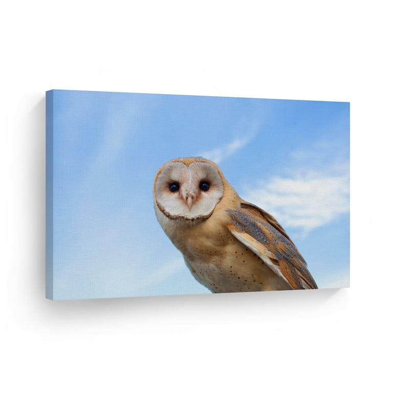 Cute Owl Pictures Print