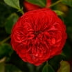 Heirloom Roses' Blaze Climbing Rose - Fragrant Red Climbing Rose Bush ...