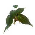 Philodendron Micans in a 2 inch Pot, Starter House Plant, Rare Philo ...