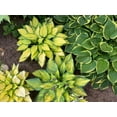 CZ Grain Mixed Hosta Perennials, 6 Pack Bare Roots, Hardy Shade Plants ...