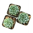 Echeveria Sedeveria Blue Elf (2"+ Plastic Pot) - Tiny, Lovely, Easy to Care Rosette Succulents ...
