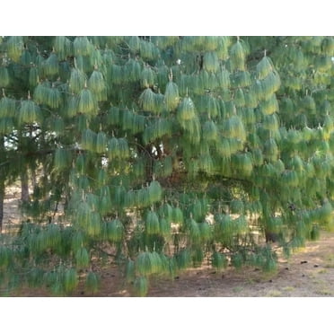30 Arizona Ash Tree Seeds for Planting - Fraxinus Velutina - Walmart.com