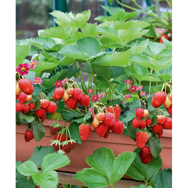 Delizz Strawberry - Fragaria - 4 Plants - 2.5" Pots - NEW! - Walmart ...