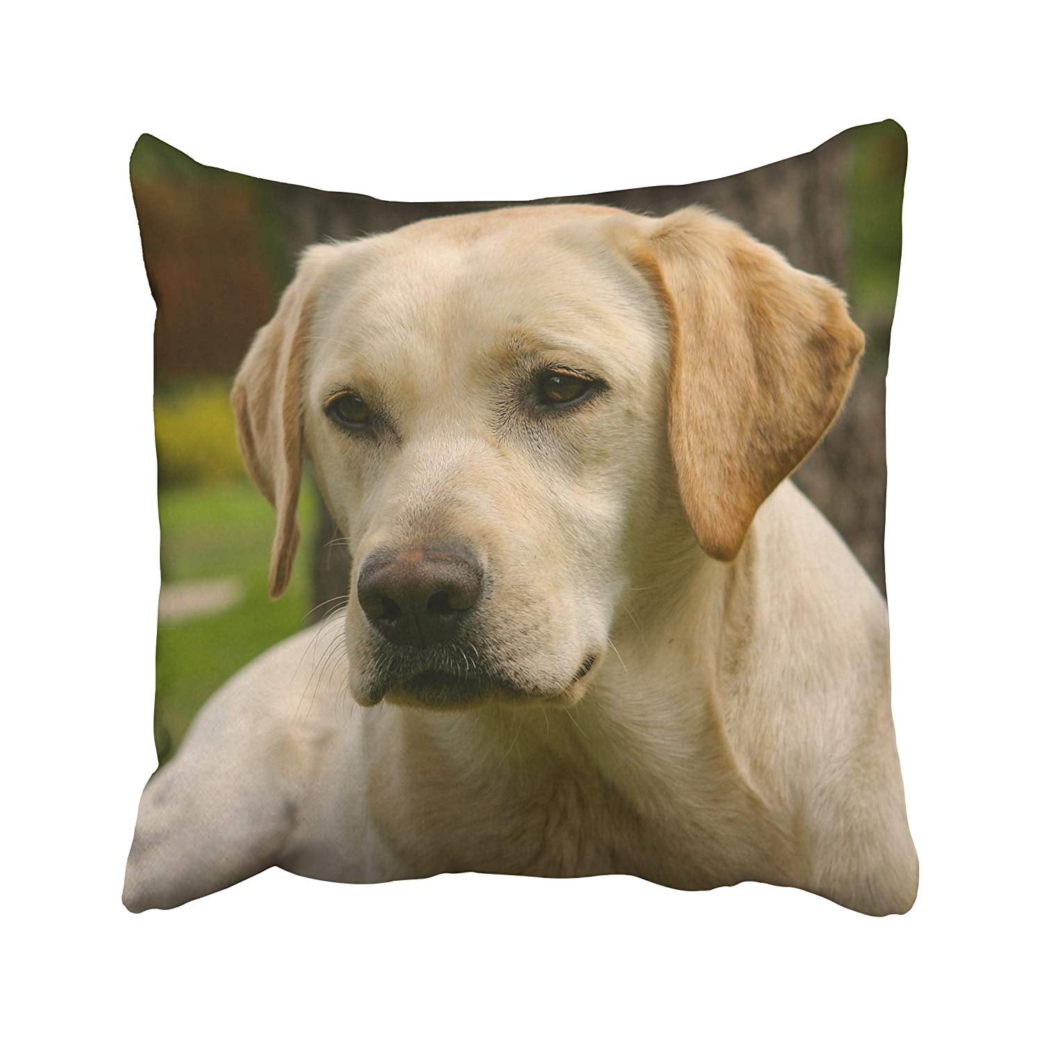 ARTJIA Adorable The Portrait Of Young Labrador Retriever Animals ...