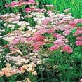 500 Mixed Summer Yarrow Achillea Millefolium Herb Flower Seeds ...