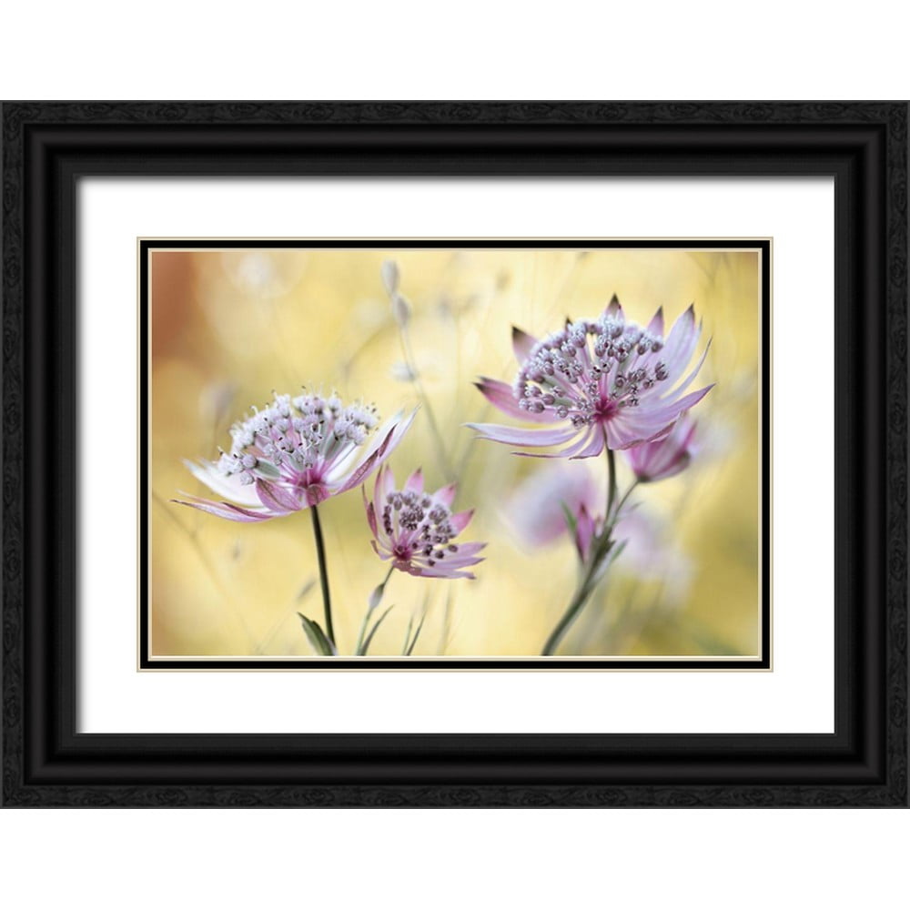 Disher, Mandy 18x13 Black Ornate Wood Framed with Double Matting Museum ...