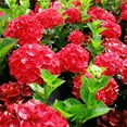 QAUZUY GARDEN 50 Seeds MMF7 Red Hydrangea Seeds Hortensia Shrub Accent ...