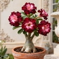 Giant Desert Rose For Planting Ideal for Gardening Deer Resistant ...