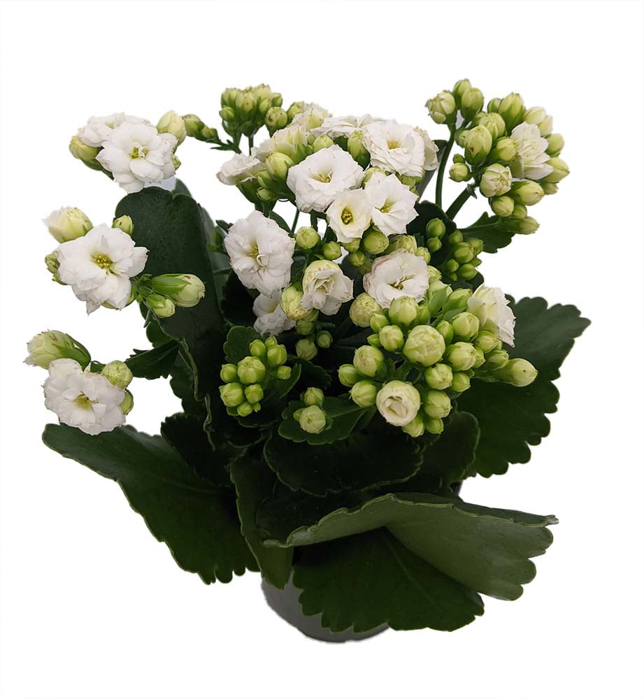 White Calandiva - 4" Pot - Budded Kalanchoe - Double White Blooms ...