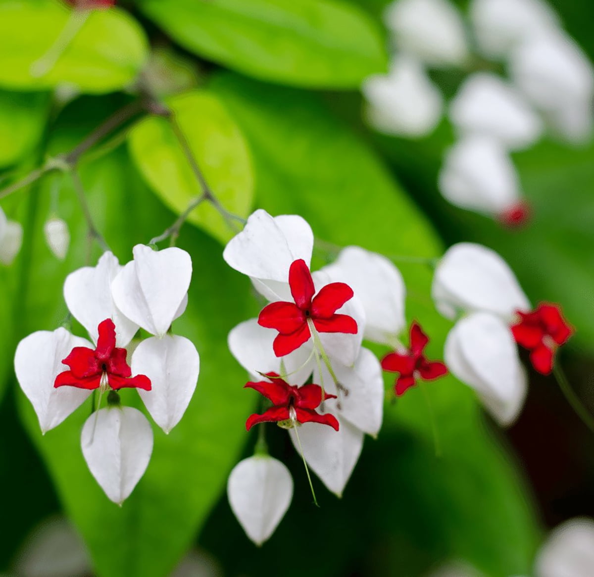 Clerodendrum Bleeding Heart