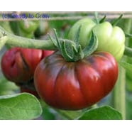 Tomato, Rutgers, Heirloom, 200 Seeds, Deliciously Sweet RED Tasty Fruit ...