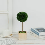 BOXWOOD WORLD Preserved Boxwood Ball Topiary for House Decor Potted ...