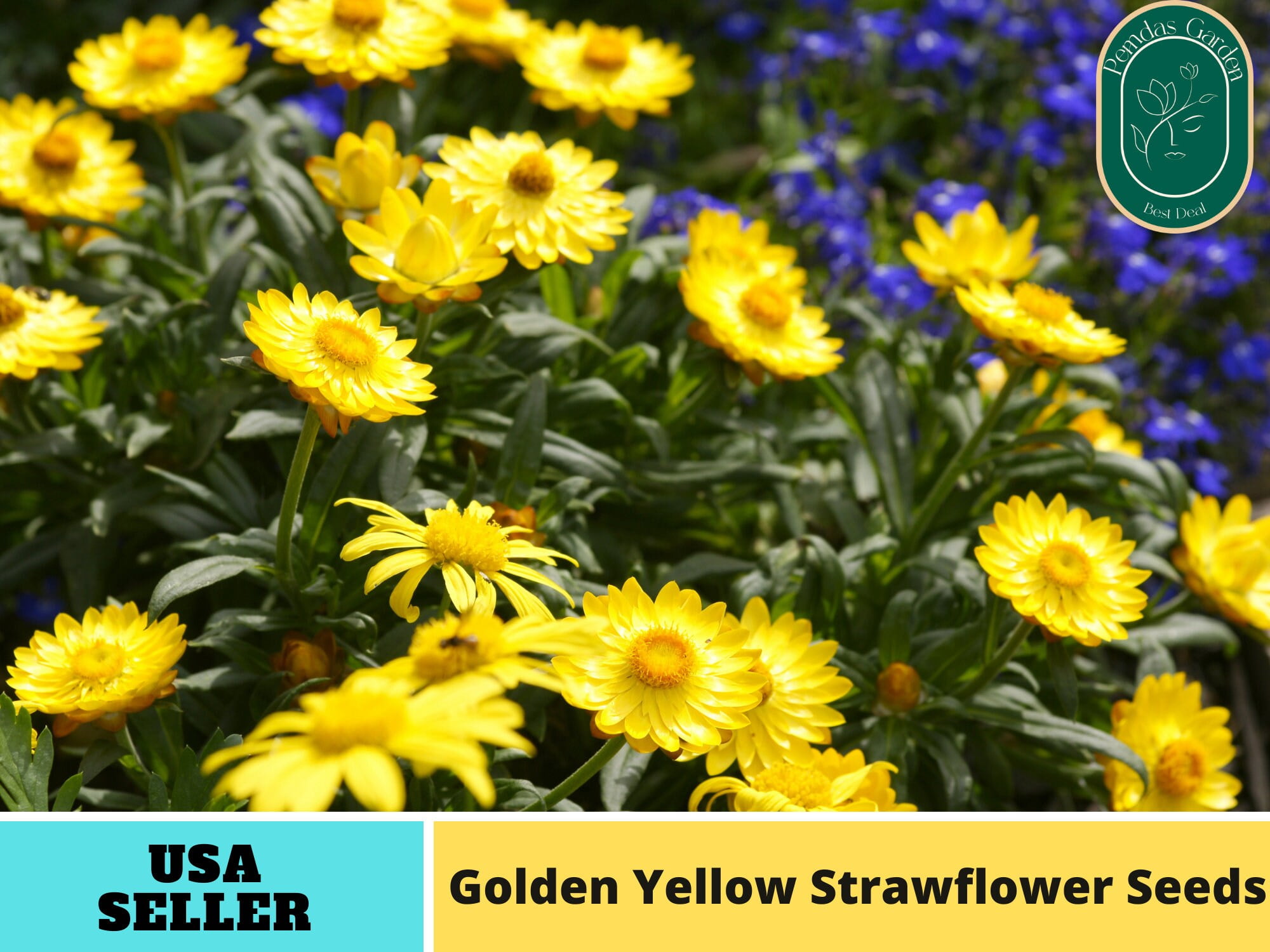 100 Seeds| Golden Yellow Strawflower seeds - Authentic Seeds ...