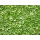 1000 DICHONDRA Repens aka Lawn Leaf Flower Evergreen Ground Cover Seeds ...