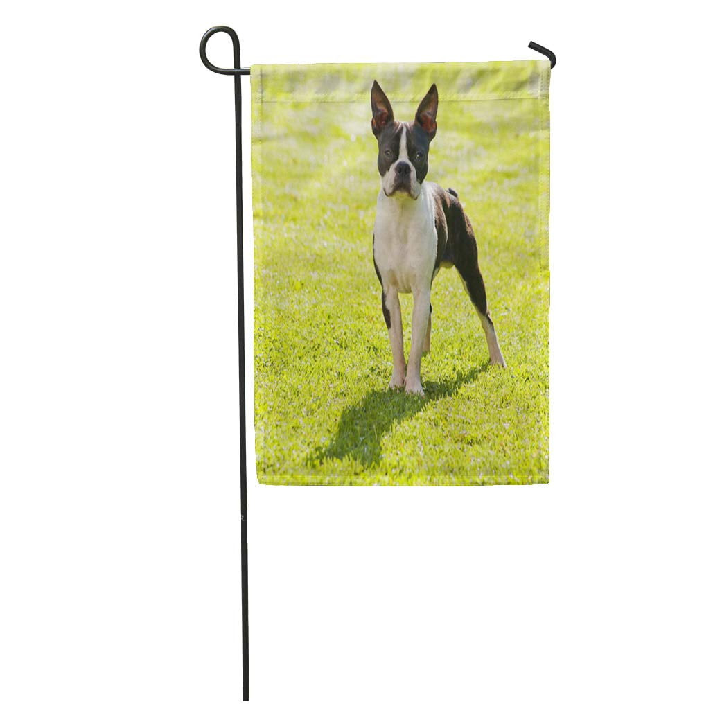 LADDKE Green Outside Boston Terrier Dog Black Breed Canine Cute Garden ...