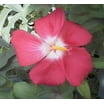 10 VULCAN MALOPE Trifida / Mallowwort / Mallow Flower Seeds - Walmart.com