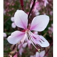 100 Pink GAURA WHIRLING BUTTERFLIES Gaura Biennis Flower Seeds ...