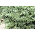 500 ABSINTHE WORMWOOD Common Artemisia Absinthium Green Ginger Herb ...