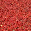 Hatch Cert. New Mex 6-4 Chile Hot Pepper Seeds - Walmart.com