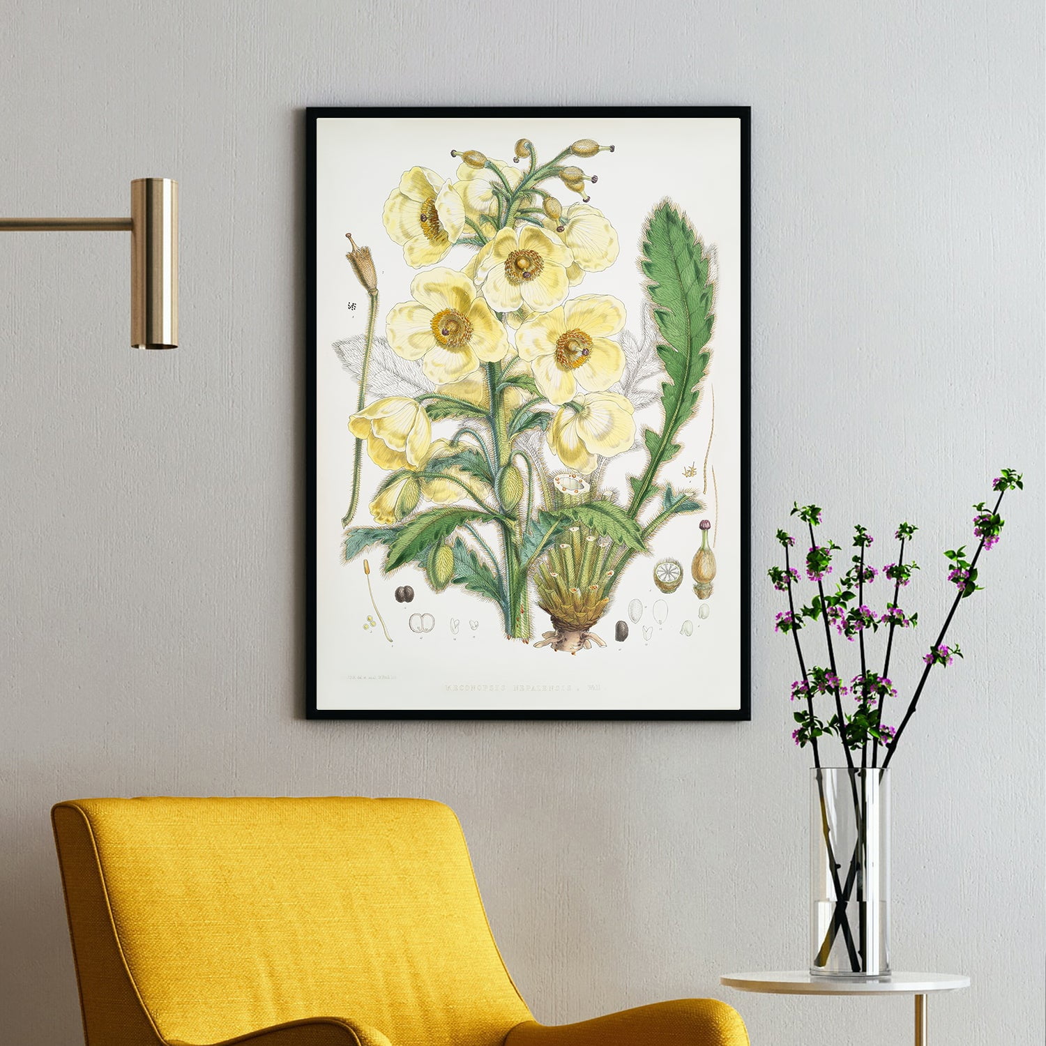 Satin Poppy - Meconopsis Nepalensis - 1855 | Walter Hood Fitch ...