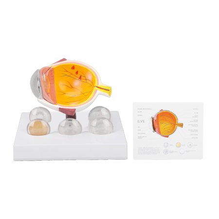 Eye Anatomy Model, Internal External Structure Details Teaching Display ...