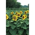 Country Creek Acres, Dwarf Sunspot Sunflower Seeds, 100+ Count, Non-GMO ...