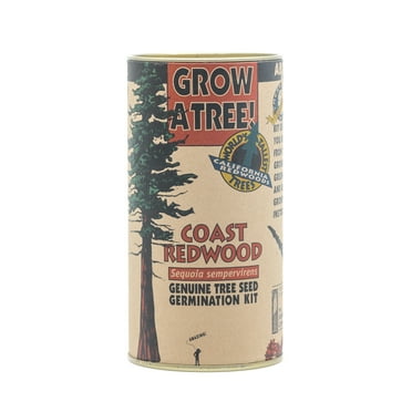 Pinon Pine | Tree Seed Grow Kit | The Jonsteen Company - Walmart.com
