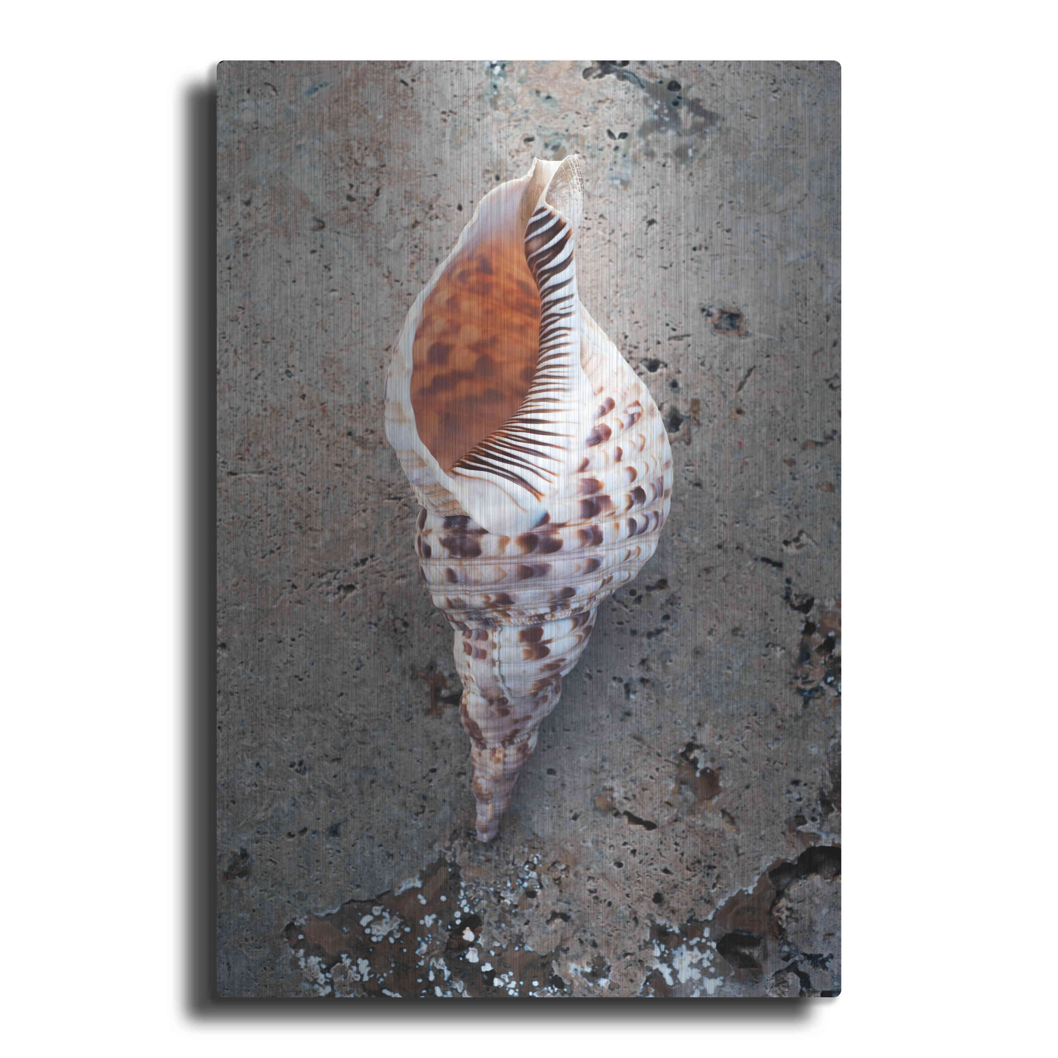 Luxe Metal Art 'Spotted Conch Shell' by Elena Ray, Metal Wall Art, 24 ...