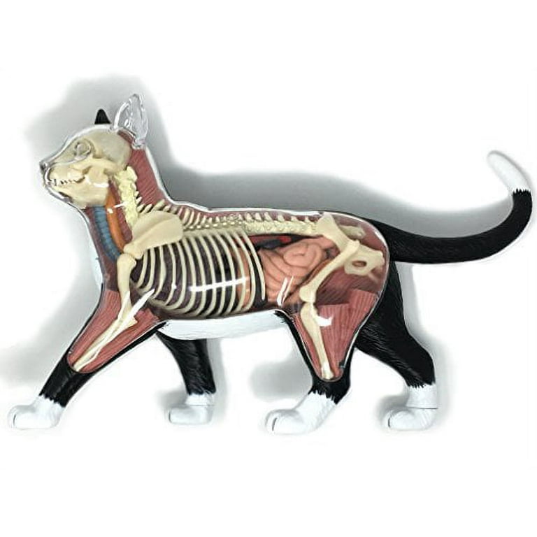 Cat Skeleton Diagram