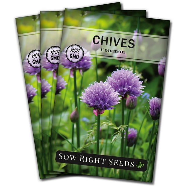 Common Chives Seeds for Planting - Non GMO Heirloom Varieties for your ...