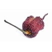 Orange Carolina Reaper HP22B Pepper Premium Seeds Packet - Record ...
