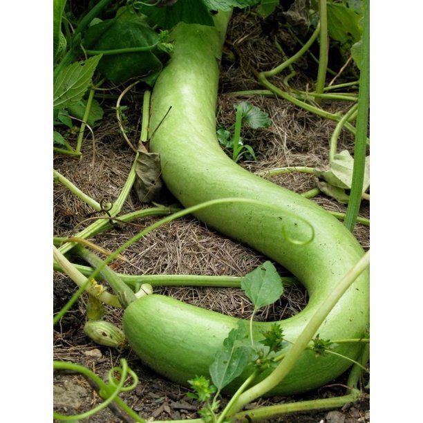 Italian Edible Squash Cucuzzi Gourd - 15 Seeds - Walmart.com