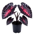 3 Colocasia Plants Live, Elephant Ear Caladium Esculenta Plants, 5 to 8 ...
