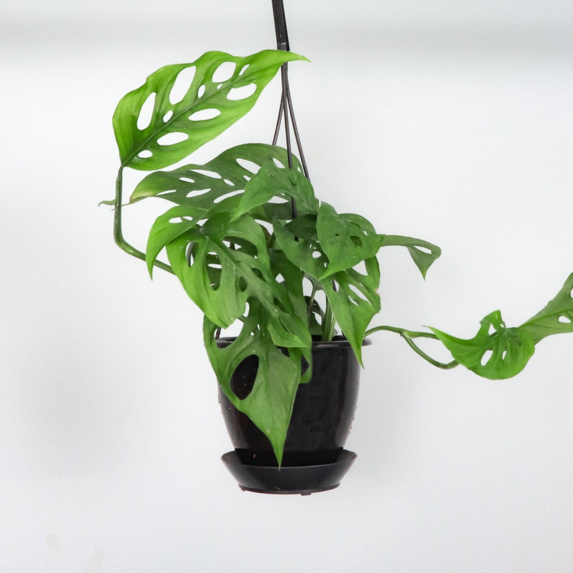 Live Swiss Cheese Plant - 4" Hanging Pot - Black - Walmart.com