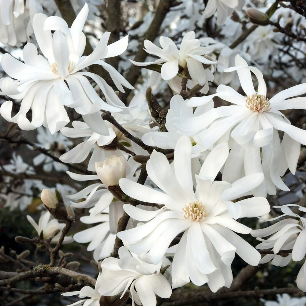 Royal Star Magnolia stellata - Pure White! - Very Hardy - 4" Pot ...