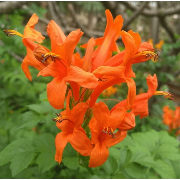 Live Orange Cape Honeysuckle Plant Tecoma Capensis Tree Cape Trumpet ...
