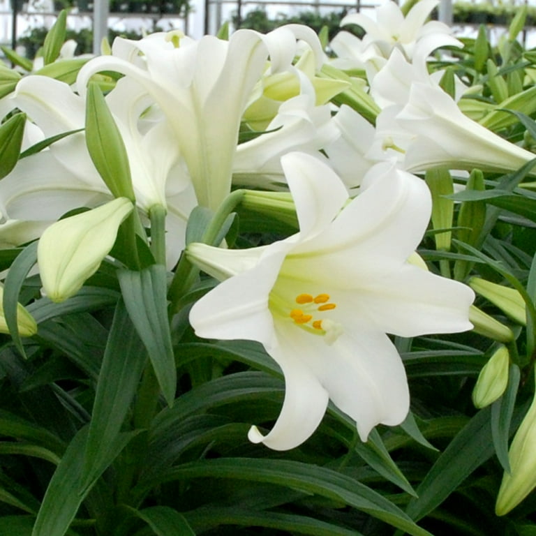 Easter Lily Plant