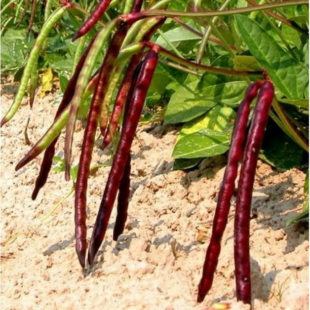 Black Eye Susan Seeds