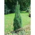 Skyrocket Juniper 3 Live Gallon Size Trees Juniperus Scopulorum Drought ...