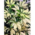 A Starter Trinette Arboricola Plants Variegated Schefflera Arboricola ...