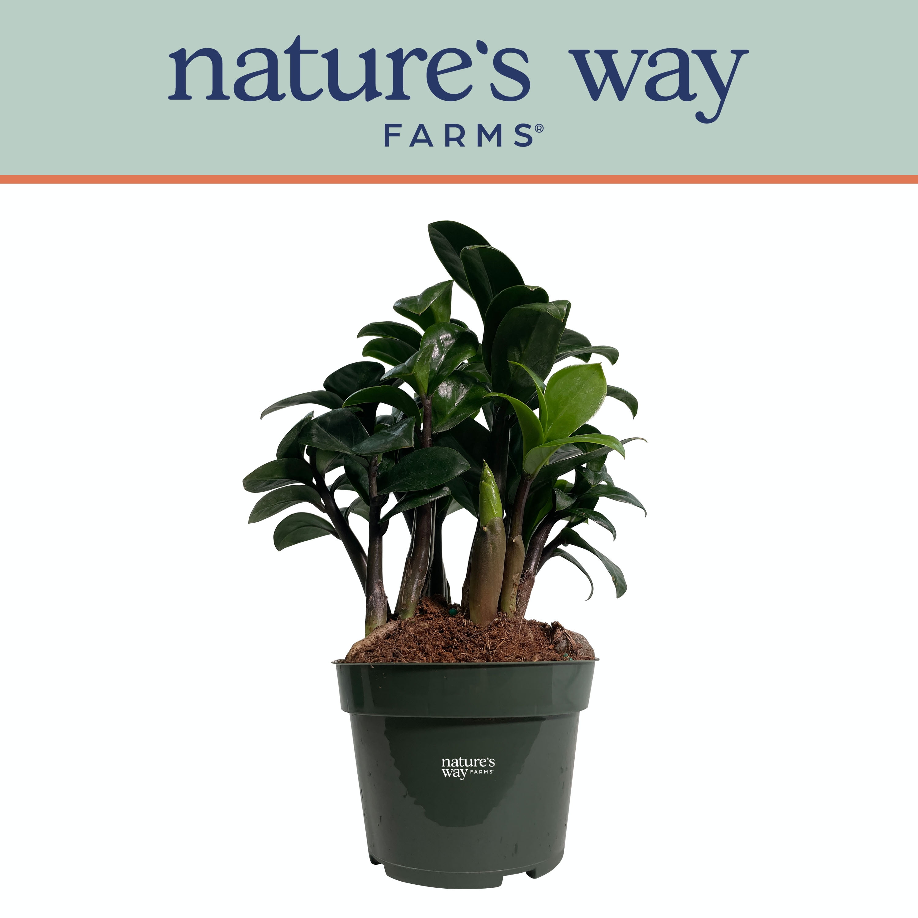 Nature's Way Farms ZZ Zenzi Live Plant (7-11 inches tall) in growers ...