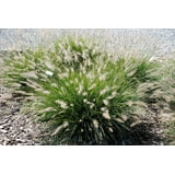 Hameln Dwarf Fountain Grass - Pennisetum - Hameln - 4" Pot - Walmart.com