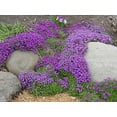 250 Aubrieta Seeds - Cascade Purple Flower Seeds, Perennial, Deer ...