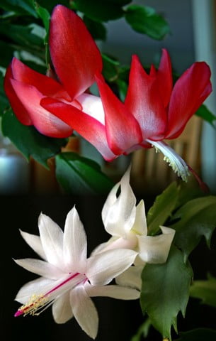 Red & White Christmas Cactus-Zygocactus - 6" Hanging Pot - Walmart.com