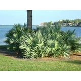 Silver Saw Palmetto - 3 Live Starter Plants - Serenoa Repens Silver ...