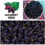 Fruit Garden Seeds Kit for Growing - Elderberry, Blueberry, Red ...