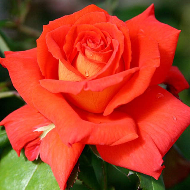 Heirloom Roses - Las Vegas® Hybrid Tea Rose Plant - Orange Rose Bushes ...